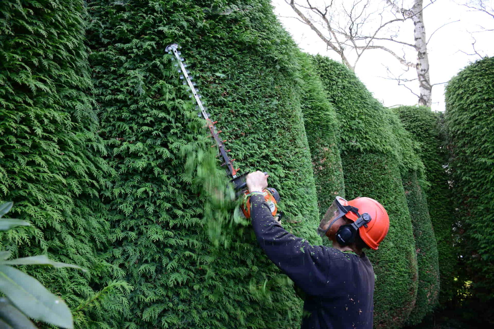 Commercial vs. Residential Hedge Trimming